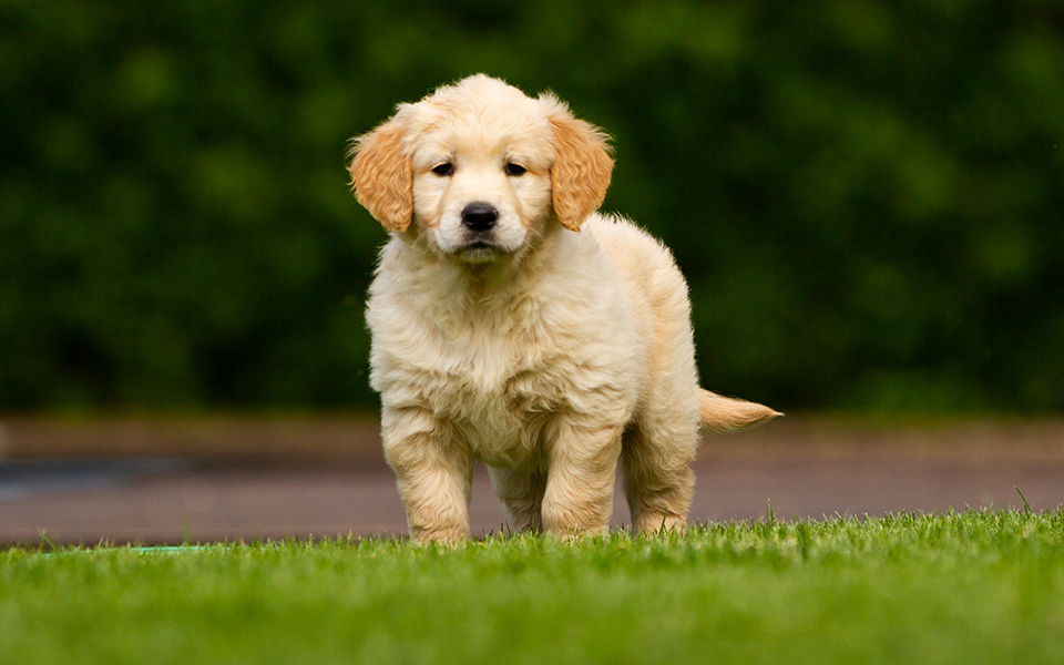 DINOv2 PCA visualization code | Junuk Cha