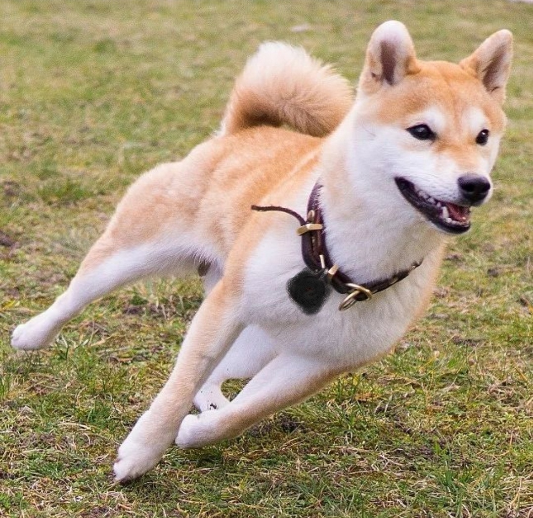 DINOv2 PCA visualization code | Junuk Cha